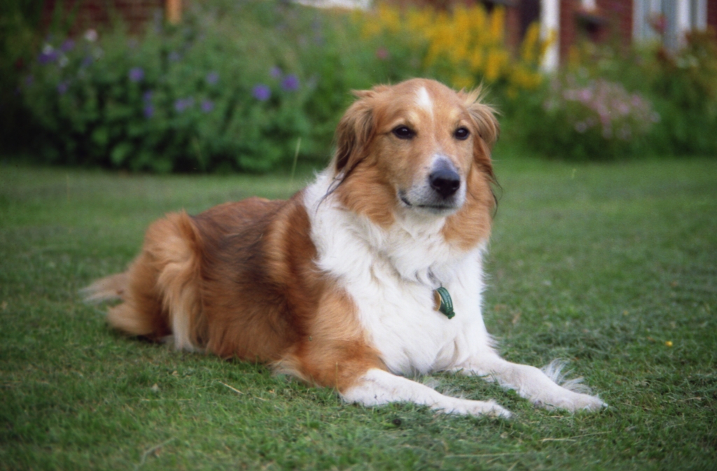 Tribute for Jasper - PDSA