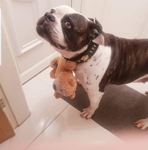 Tribute for Molly Monaghan - PDSA