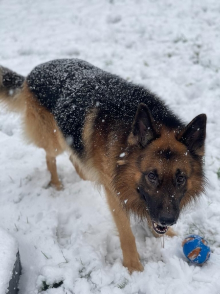 Tribute for Ryker Shepard-bowman - PDSA