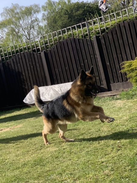 Tribute for Ryker Shepard-bowman - PDSA