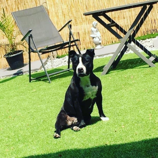 Tribute for Darcy Davies - PDSA