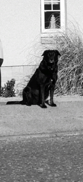 Tribute for Stella Morrison - PDSA